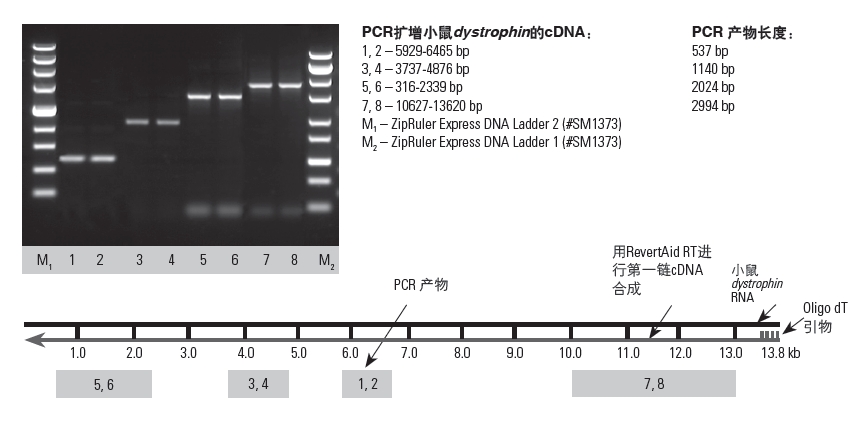 fermentas逆转录试剂盒RevertAid First Strand cDNA Synthes | Lumiprobe官网 ...